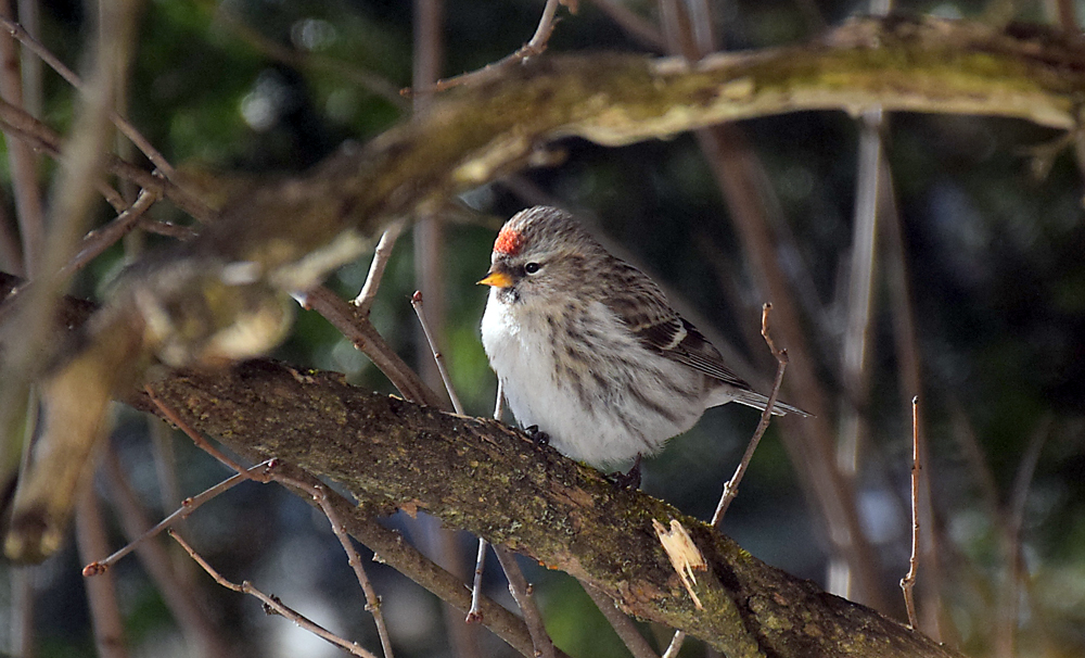 A closer look at the common redpoll | News, Sports, Jobs - Adirondack ...